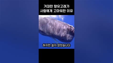 거대한 향유고래가 사람에게 고마워한 이유 Youtube