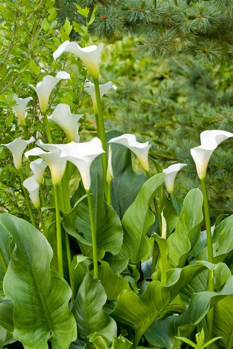 The 25 Best White Flowers For Your Garden