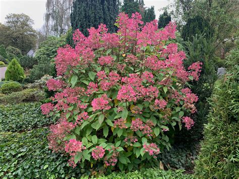 Rispenhortensie Wims Red - Hydrangea paniculata Wims Red günstig kaufen
