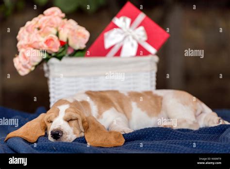 Sweet And Gentle Puppy Basset Hound With Sad Eyes And Very Long Ears