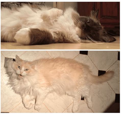 Cinnamon Ragdolls And Fawn Ragdoll Cats Floppycats™