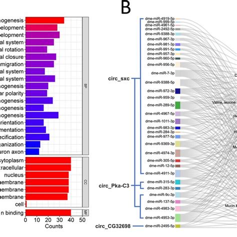 Go And Kegg Enrichment Analyses Of Targeted Mirnas A Bar Plot Of Go Download Scientific