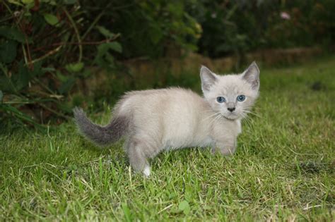 Kittens Tiny Legs