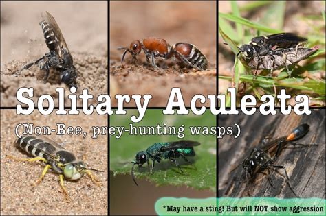 Outdoor Illinois Journal Wasps Debunked