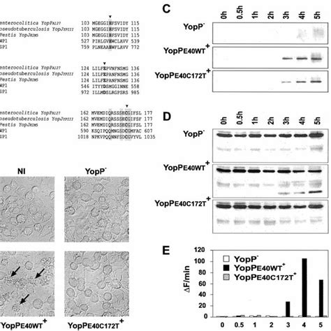 YopP does not interact with TRADD, FADD, and Bid. HEK293T cells were ...