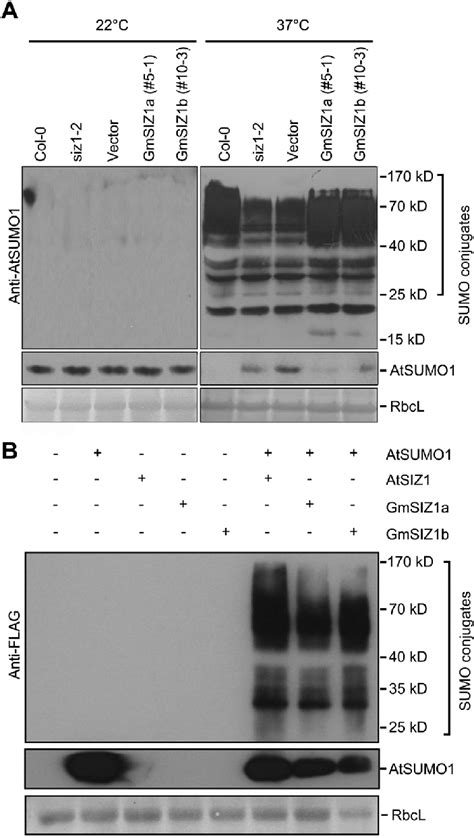 Gmsiz1a And Gmsiz1b Exhibit Sumo E3 Ligase Activity A Expression Of