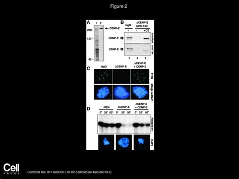 Cenp E As An Essential Component Of The Mitotic Checkpoint In Vitro