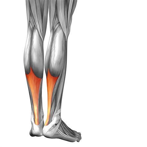 Achilles Tendonitis Treatment St Ives Bondi Junction Barangaroo