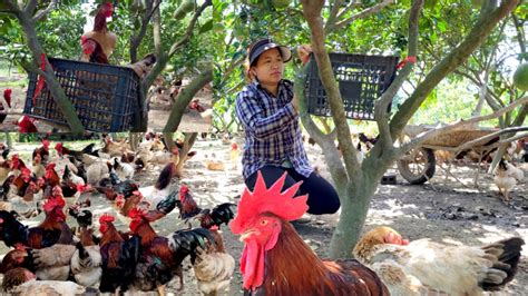Raising Egg Laying Chickens Episode How To Make A Nest For Egg Laying Chickens On A Tree