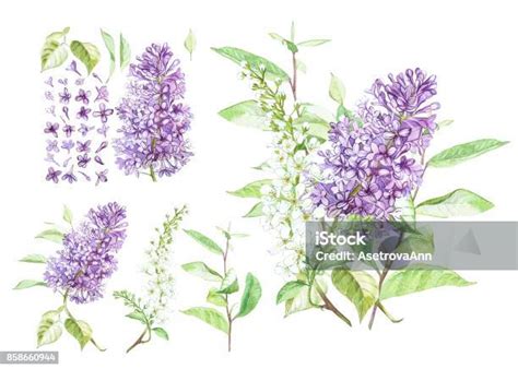 잎 꽃 식물 요소가 큰 수채화 설정 컬렉션입니다 식물 그림을 흰색 배경에 고립입니다 꽃 자연입니다 봄 꽃 라일락과 새체리 나무입니다 0명에 대한 스톡 벡터 아트 및 기타