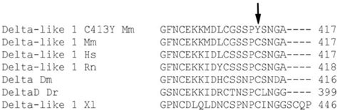 Partial Protein Sequence Alignment Of Delta And Delta Like 1 Proteins