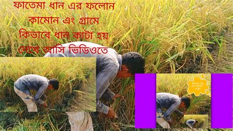 👍👍চলুন দেখি আসি কিভাবে গ্রামে ধান কাটা হয় 👍👍 Youtube