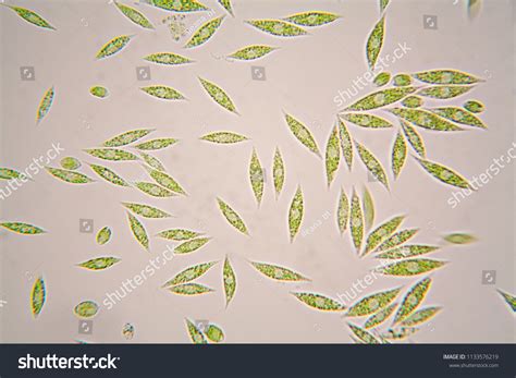 Gallery Euglena Under Microscope Labeled
