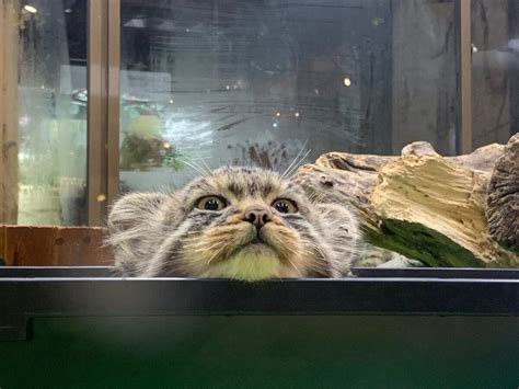 マヌルネコの赤ちゃんこと「コマヌル」がかわいすぎる♡那須どうぶつ王国の夏はベビーラッシュ♪ となりねこ