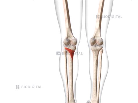 Left Popliteus Biodigital Anatomy