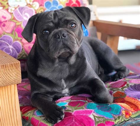 Cuáles son los diferentes colores de Pug y cuáles son los más comunes K Web ISO Standards