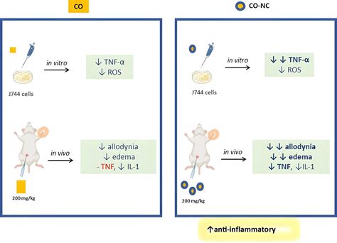 International Journal Of Pharmaceutics Rede Bionorte