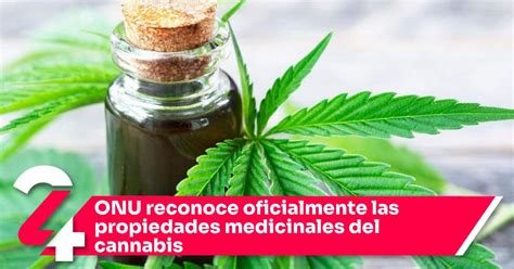 Onu Reconoce Oficialmente Las Propiedades Medicinales Del Cannabis