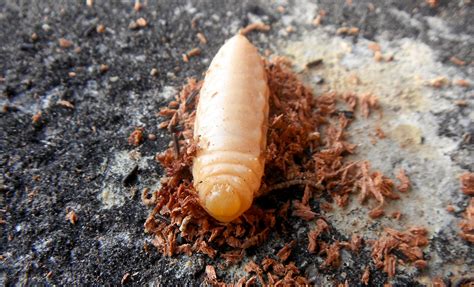 Una Larva De Abeja Carpintera A Carpenter Bee Larva — Hive
