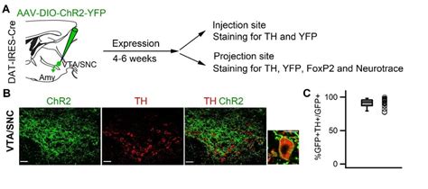 Figure Supplement 1 Specific Expression Of Chr2 Yfp In Dopaminergic Download Scientific