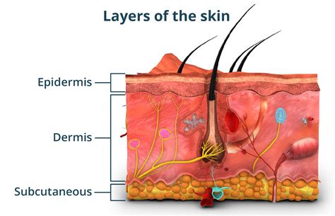 Epidermis And Dermis Diagram 51 The Skin Consists Of Two Layers The