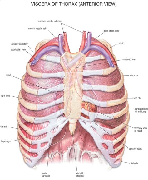 Human Anatomy Human Body Anatomy Human Anatomy And Physiology