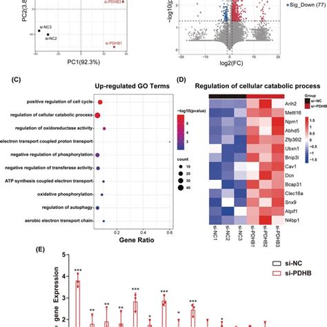 Transcriptomic Analysis A Principal Component Analysis PCA Of The Download Scientific