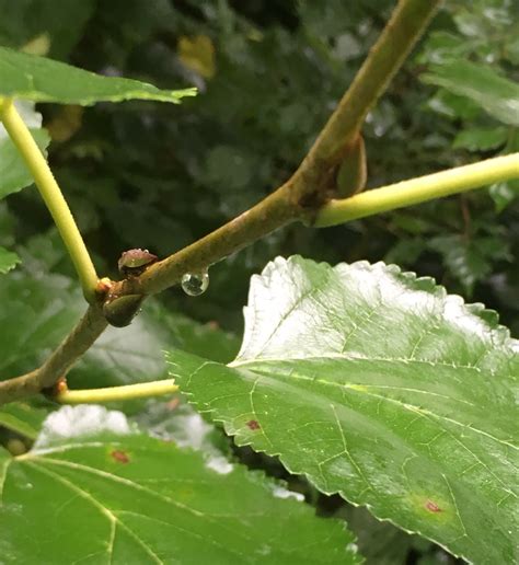 Hebetica Sylviae From Agnes Scott College Decatur Ga Us On July 29