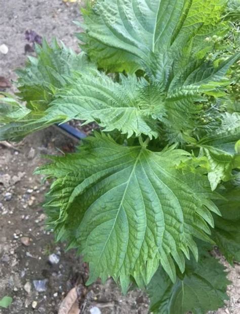 無農薬 除草剤 化学肥料不使用の大葉青紫蘇50〆 By メルカリ
