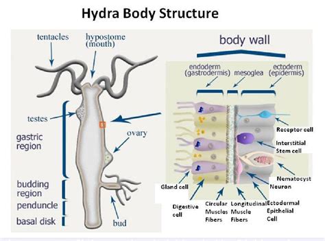 Figure 1 From As Viewed Through The Eyes Of Hydra Regeneration Cannot