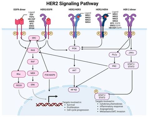 Genes | Free Full-Text | A Comprehensive Review of HER2 in Cancer ...