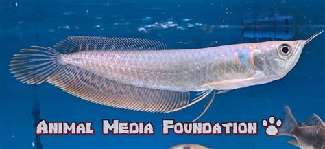 The Wonderful Silver Arowana Fish Animal Media Foundation