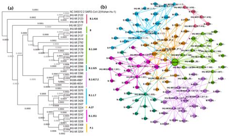 Genetic Diversity Of The Sars Cov 2 Isolates Used A Phylogenetic