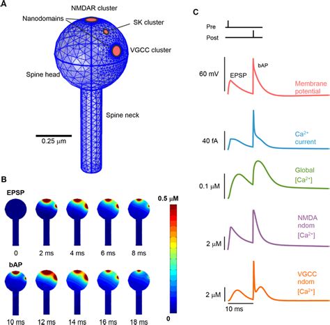 modeling spine ca2 dynamics during stdp a the spine is represented