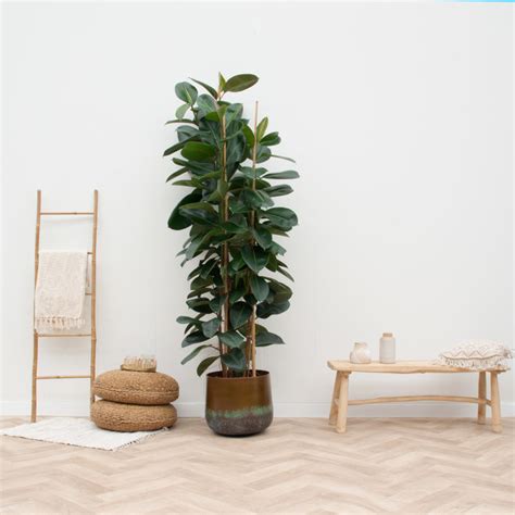 Ficus Elastica Robusta Green Bubble