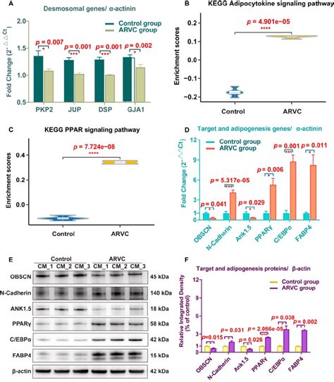 Expression Analysis Of Specific Genes And Proteins In Ipsc Cms A