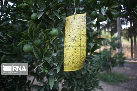 نارنگی‌های زودرس مازندران درخطر طغیان آفت مگس میوه ایرنا