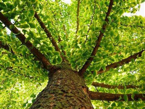 Ginkgo Biloba Tree Care And Growing Guide