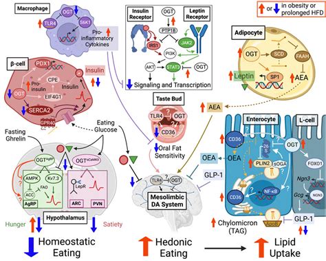 O Glcnacylation Influences Physiological And Obese Eating And Lipid