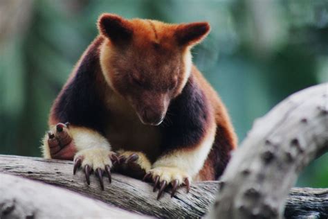 Tree Kangaroos On Tumblr