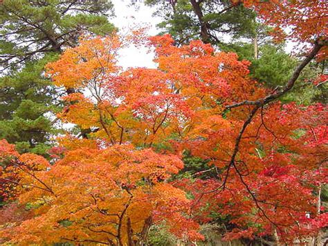 宮島 紅葉谷公園 秋 紅葉 黄葉 天空仙人の紅葉のびんづめ 紅葉写真