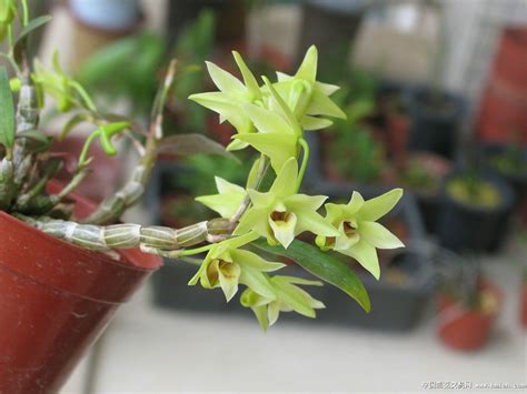 铁皮石斛种植多久会开花