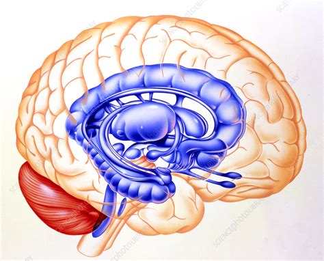 Illustration Of The Limbic System Of The Brain Stock Image P330