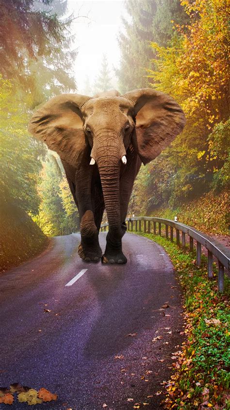 947 Wallpaper Hd For Mobile Elephant Picture Myweb