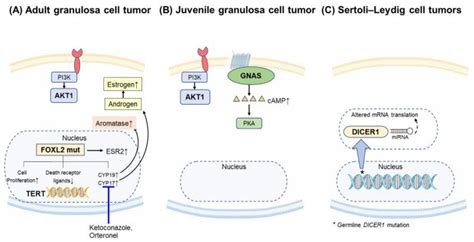 Common Alterations In Sex Cord Stromal Cell Tumors A Adult Granulosa