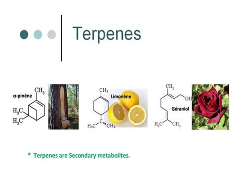 Terpenes And Their Classification Pptx