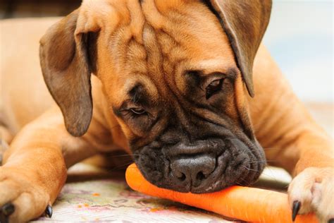 Top 5 Best Dry Dog Food For Bullmastiffs