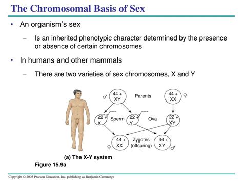 Ppt Chapter Powerpoint Presentation Free Download Id