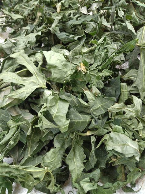 Jual Daun Pepaya Jepang Atau Gedi Kering 100gram Lazada Indonesia