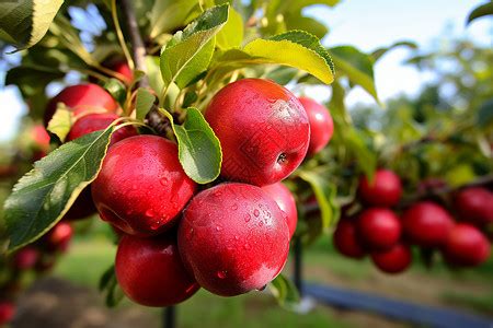 成熟的苹果高清图片下载 正版图片 摄图网